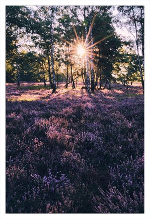 Wallario selbstklebendes Poster - Heide im Morgenlicht, Aufkleber in Premiumqualit&auml;t, Klebefolie Gr&ouml;&szlig;e: 61 x 91,5 cm (Maxiposter)