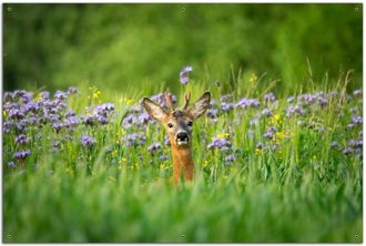 Wallario Outdoor-Poster f&uuml;r Garten oder Balkon Rehbock auf Wiese, Motivbanner Gr&ouml;&szlig;e: ca. 60 x 90 cm, Outdoor-Bild