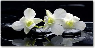 Tulup Leinwandbild - Wandkunst - Drucke auf Leinwand - Leinwanddruck -140x70 cm - Blumen & Pflanzen - Wei&szlig; - Orchidee