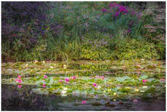 Wallario K&uuml;chenr&uuml;ckwand aus Glas 90 x 60 cm, Motiv: Bl&uuml;hender Seerosenteppich | Spritzschutz abwischbar & pflegeleicht