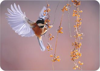 Fabulous Platzset, weich, Unterseite aus Kork, Platzdeckchen, wundersch&ouml;ner Vogel, Fl&uuml;gel, Tiere, Wildleben, Natur, gro&szlig;es Format, 39,5 x 28,5 cm