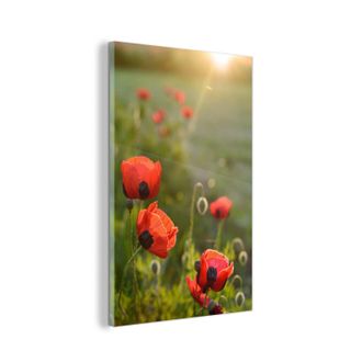MuchoWow Glasbild Glasfoto Wandbild Bilder Deko 40x60 cm Mohnblumen bei Sonnenuntergang