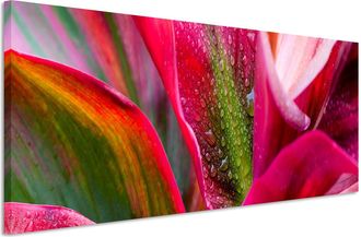 Paul Sinus Art Panoramabild 150x50cm Naturfotografie - Rote Orchidee mit Tautropfen auf Leinwand exklusives Wandbild moderne Fotografie für ihre Wand in vielen Größe