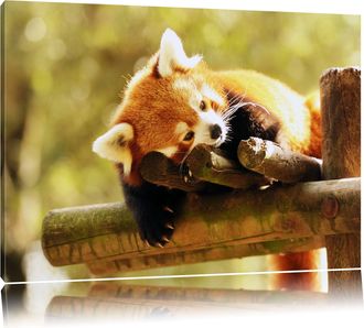 Pixxprint Kleiner Panda träumt, Größe: 80x60cm, Leinwandbild, fertig gespannt, Wandbild, Dekoration, Kunstdruck, kein Poster