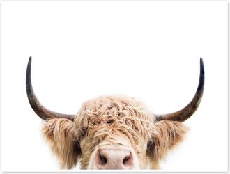Posterlounge Kuscheliges Hochlandrind Poster von Sisi And Seb 120 x 90 cm Weiß Wandbilder Wanddeko