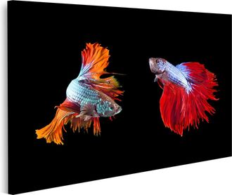 Islandburner Bild auf Leinwand Zwei schöne farbige Betta Kampffische die Sich auf einen Kampf vorbereiten Aquar Bilder Wandbilder Poster ISBR-1K