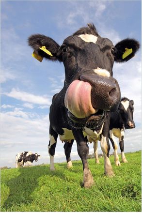 Wallario selbstklebendes Poster - Lustige Kuh auf der Weide mit herausgestreckter Zunge, Aufkleber in Premiumqualität, Klebefolie Größe: 100 x 150 cm XXL-Poste