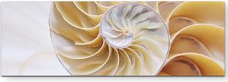 Paul Sinus Art Leinwandbilder | Bilder Leinwand 120x40cm Nautilus Muschel