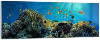 Arttor Panorama Bilder auf Glas Korallenriff Ozean Maritim Glasbild 90x30cm Wandbilder Dekoration Wohnzimmer Schlafzimmer Küche Klein Wanddeko Bild im Glas W