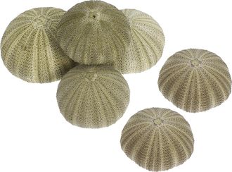 PartyKindom HIAKDOFT 6 St&uuml;ck Nat&uuml;rliche Seeigelschalen 4 6cm Muscheldekoration f&uuml;r Selbstgemacht Bastelarbeiten Maritimes Wohnaccessoire Pr&auml;sentationsbeh&auml;lter f&uuml;r