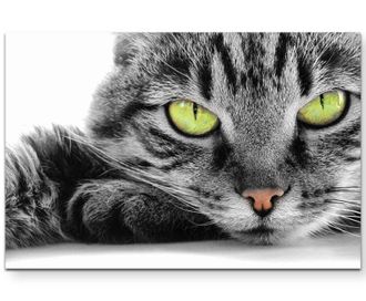 Paul Sinus Art Leinwandbilder | Bilder Leinwand 120x80cm Katze mit grünen Augen - Nahaufnahme