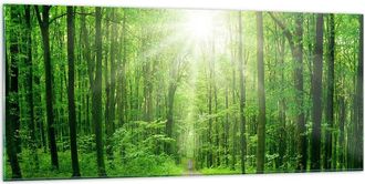Arttor Wandbilder Dekoration Wohnzimmer Sonnenstrahlen Wald Sommer Panorama Bilder auf Glas 120x50cm Glasbild Schlafzimmer Küche Wand Kunstdruck Art Groß Wan