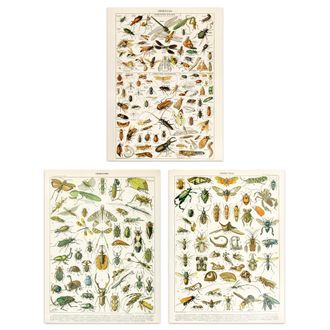 Artery8 Insects Bugs and Beetles Retro Vintage Millot Set of 3 Unframed Wall Art Prints Study Office Aesthetic Illustrations 12X16 Inch