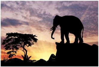 Wallario K&uuml;chenr&uuml;ckwand aus Glas 90 x 60 cm, Motiv: Elefant vor Abendhimmel | Spritzschutz abwischbar & pflegeleicht