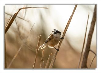 Wallario selbstklebendes Poster - Vogel im Schilf, Aufkleber in Premiumqualit&auml;t, Klebefolie Gr&ouml;&szlig;e: 70 x 100 cm (Riesenposter)