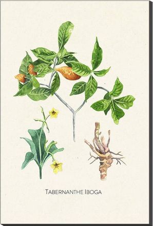Annick Goutal Aquarell Tabernanthe Iboga Poster Und Drucke Wandkunst Leinwand Malerei Wandbilder F&uuml;r Wohnzimmer Kinderzimmer Dekor (Kein Rahmen,40 x 60 cm)