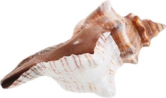 Cabilock Muschel-pflanzgefäß Sukkulenten-Topf Strandblumentopf Für Schreibtisch Und Fensterbänke Küsten-tischdekor Nautisches Pflanzgefäß Für Hause Und Büro