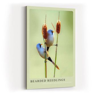 Paul Sinus Art Paul Sinus Wandbild 60x90cm Bartmeisen auf Schilfrohr - nat&uuml;rliche Harmonie in zarter Komposition