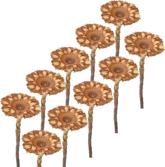 Matches 21 matches21 Hübsche Trockenblumen Protea zum Basteln - Dekosträuße für Kränze und Hochzeiten natürliche Farbe - 10er Set Herbstdeko Protea Compacta 6,5 