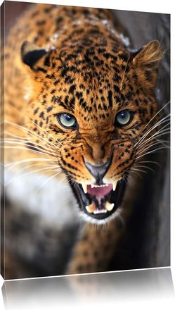 Pixxprint Fauchender Leopard, Gr&ouml;&szlig;e: 120x80cm, Leinwandbild, fertig gespannt, Wandbild, Dekoration, Kunstdruck, kein Poster