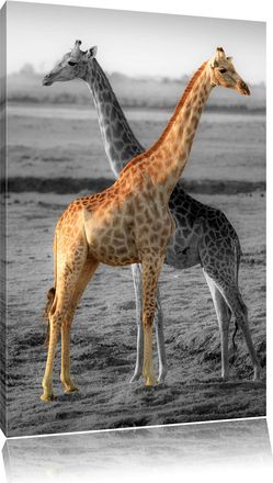 Pixxprint schöne Giraffen in der Steppe B&W, Größe: 60x40cm, Leinwandbild, fertig gespannt, Wandbild, Dekoration, Kunstdruck, kein Poster
