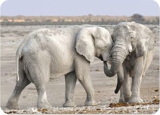 Fabulous 4 Platzsets mit Unterseite aus Kork, Motiv: Elefanten, Savanne Natur - gro&szlig;, 39,5 x 28,5 cm