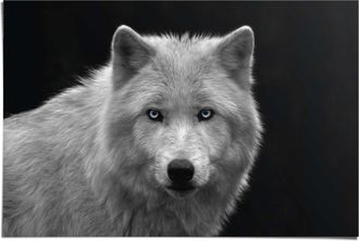 Reinders Poster, White Wolf - blue eyes, Kinderzimmer, Poster, Wanddeko, Room Decor, 150 gr. gl&auml;nzend Bilderdruckpapier, Schwarz, 61 x 91,5