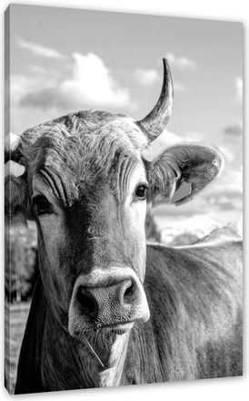 Pixxprint Neugierige Kuh auf Weide im Allgäu, Monochrome, Größe: 80x60cm, Leinwandbild, fertig gespannt, Wandbild, Dekoration, Kunstdruck, kein Poster