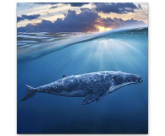 Paul Sinus Art Leinwandbilder | Bilder Leinwand 60x60cm Wal zwischen Himmel und Meer