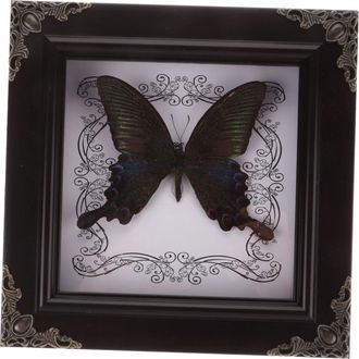 Frcolor Vintage Schmetterling Specimen Display Rahmen Dekorativer Schmetterlingsrahmen für Wand und Tischdekoration Natürlicher für Geburtstagsgeschenke und D