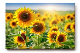 Paul Sinus Art Sinus Art Wandbild 120x80cm Sonnenblumen in voller Blüte unter strahlender Sonne mit tiefer Perspektive