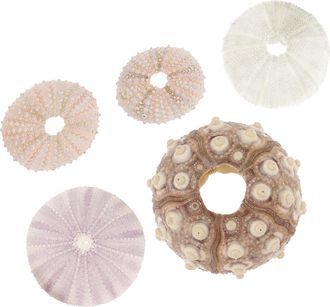 OSALADI 5 St&uuml;ck Nat&uuml;rliche Seeigelschalen Pflanzt&ouml;pfe aus Muschel Kleine Luftpflanzen Beh&auml;lter Tischdeko f&uuml;r Aquarium und Wohnraum