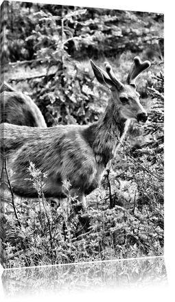 Pixxprint Monocrome, junges Reh Paar, Gr&ouml;&szlig;e: 60x40cm, Leinwandbild, fertig gespannt, Wandbild, Dekoration, Kunstdruck, kein Poster