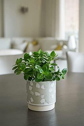 Ivyline Wiesen-Übertopf, 12 x 12 cm, Minzgrün