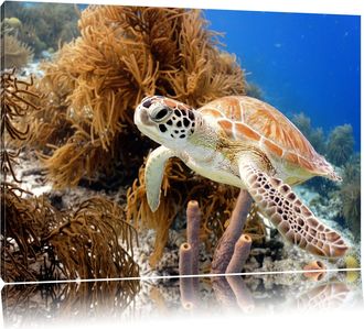 Pixxprint Meeresschildkröte, Größe: 100x70cm, Leinwandbild, fertig gespannt, Wandbild, Dekoration, Kunstdruck, kein Poster