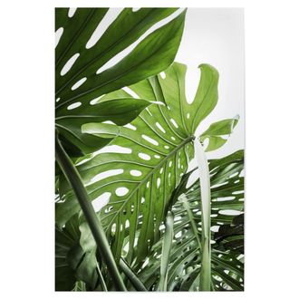 artboxONE Poster 90x60 cm Pflanzen & Blätter Natur Jungle - Bild Monstera blätter Botanical