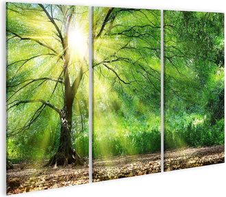 Islandburner Prime Bild auf Leinwand Baum Mit Sonnenschein Im Wilden Wald Bilder Wandbilder Poster