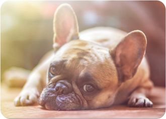 Fabulous Platzsets mit Unterseite aus Kork, Mops, kleine Hunde, Sonne, für den Außenbereich, Naturfoto, niedlich, groß, 39,5 x 28,5 cm, 4 Stück