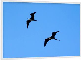 artboxONE Poster mit wei&szlig;em Rahmen 18x13 cm Tiere Fregattv&ouml;gel im Flug - Bild fregattv&ouml;gel fregattv&ouml;gel Tier