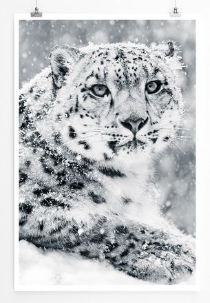 Paul Sinus Art Sinus Art Kunst und Deko Poster - Tierfotografie - Anmutiger Schneeleopard schwarz wei&szlig;- Fotodruck in gestochen scharfer Qualit&auml;t