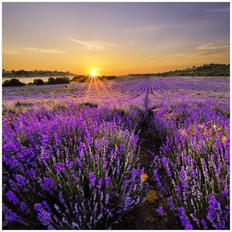 Wallario Glasbild Sonnenuntergang über dem Lavendel - 50 x 50 cm Wandbilder Glas in Premium-Qualität: Brillante Farben, freischwebende Optik