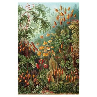 artboxONE Poster 60x40 cm Natur Muscinae hochwertiger Design Kunstdruck - Bild ernst haeckel bildmaterial biologie