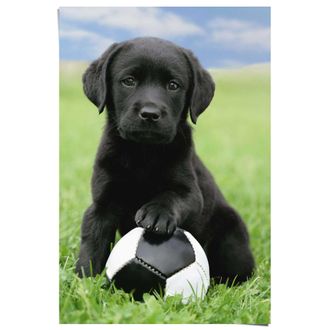 Reinders Poster, Dog - labrador football, Kinderzimmer, Poster, Wanddeko, Room Decor, 150 gr. gl&auml;nzend Bilderdruckpapier, Mehrfarbig, 91,5 x 61cm