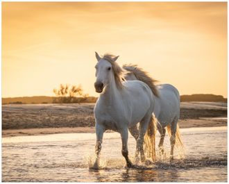 Wallario Poster - Pferde im Abendlicht in Premiumqualit&auml;t, Gr&ouml;&szlig;e: 40 x 50 cm