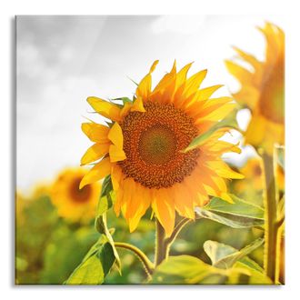 Pixxprint Glasbild, Wandbild auf Echtglas, Nahaufnahme einer Sonnenblume, 40x40 cm, inkl. Aufhängung und Abstandshalter