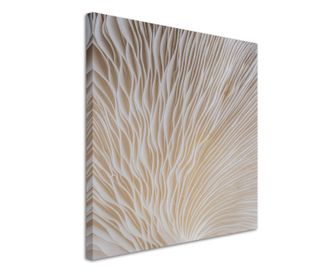 Paul Sinus Art Quadratische Fotoleinwand 90x90cm Naturfotografie - Sajor Caju Pilz auf Leinwand exklusives Wandbild moderne Fotografie f&uuml;r ihre Wand in vielen Gr&ouml;&szlig;en