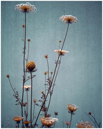 Wallario Poster - Filigrane Wildblumen in Premiumqualit&auml;t, Gr&ouml;&szlig;e: 40 x 50 cm