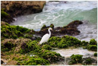 Wallario K&uuml;chenr&uuml;ckwand aus Glas 90 x 60 cm, Motiv: Reiher an der K&uuml;ste | Spritzschutz abwischbar & pflegeleicht