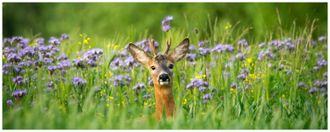 Wallario Glasbild Rehbock auf Wiese - 50 x 125 cm Wandbilder Glas in Premium-Qualit&auml;t: Brillante Farben, freischwebende Optik