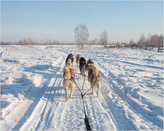 Wallario Poster - Hundeschlitten im Schnee in Premiumqualit&auml;t, Gr&ouml;&szlig;e: 40 x 50 cm